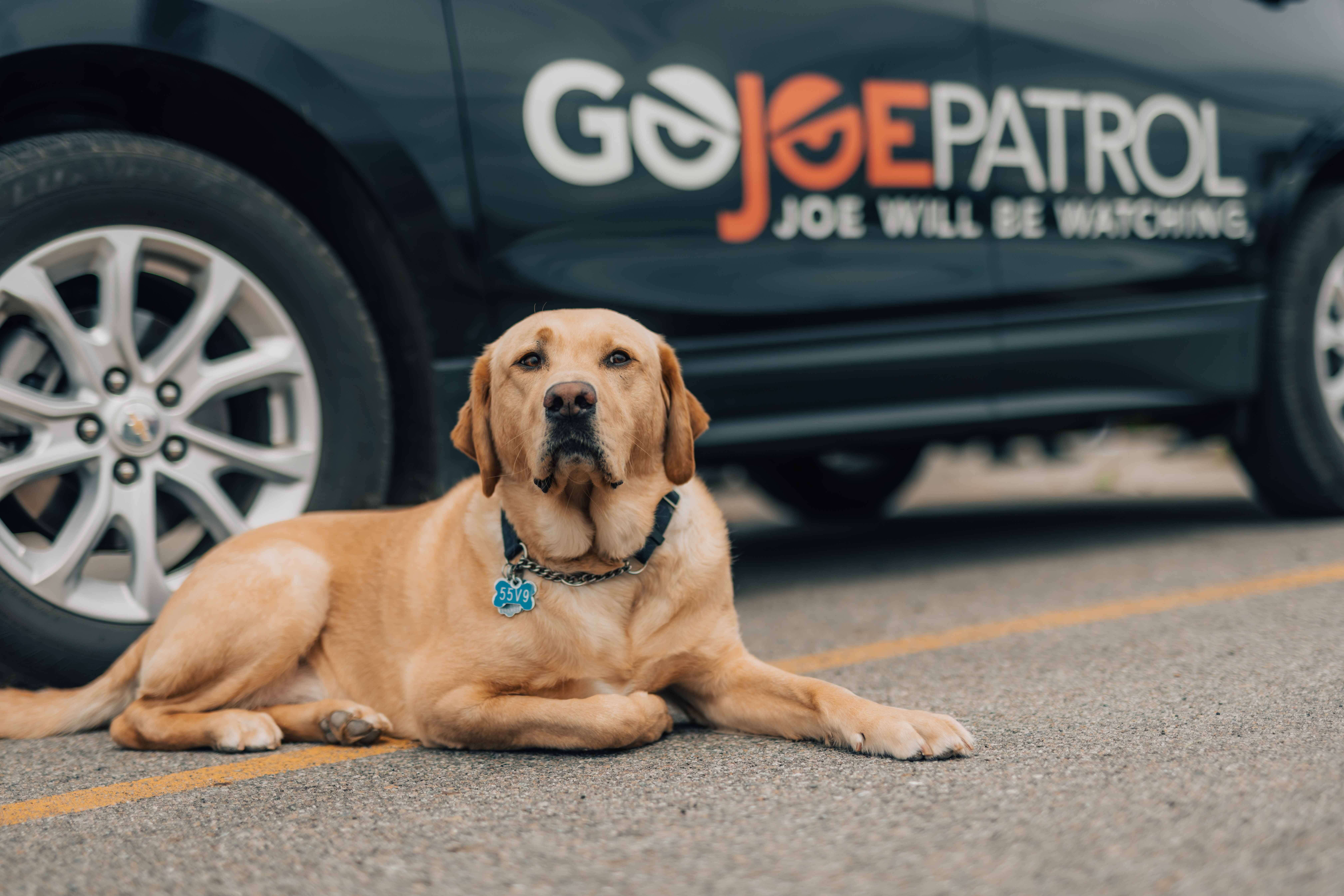 GoJoe Photos | GoJoe Patrol